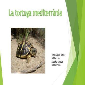 Tortuga mediterrània | PPTX