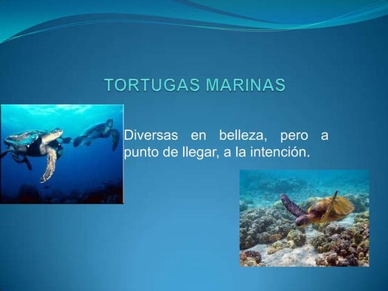 Las tortugas marinas | PPT
