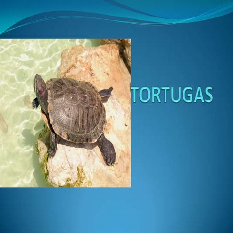 Tortugas marinas | PPTX