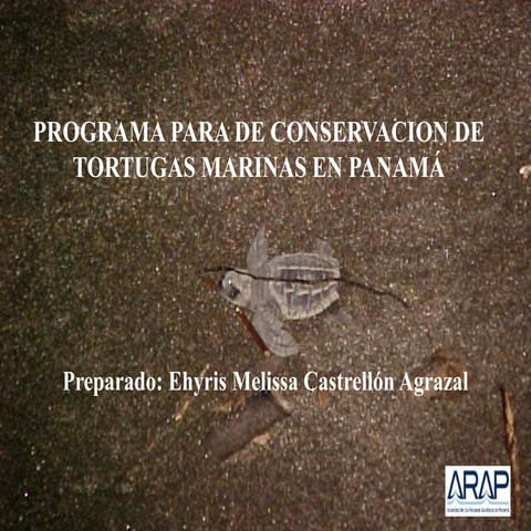 Tortugas marinas | PPTX