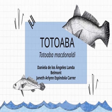 Acuacultura de vertebrados - totoaba - veda - ciclo de vida | PPTX