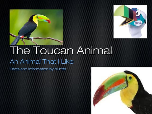 Toucan | PPTX