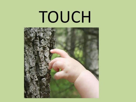 THE SENSE OF TOUCH (Science 1º Primaria) | PPT