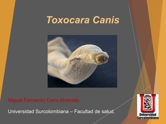 Toxocariasis enfermedad mortal, conocimiento y prevención en | PPT