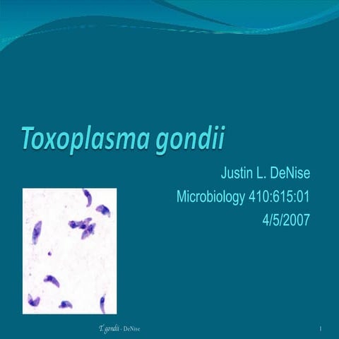 Toxoplasma Gondii26 | PPT