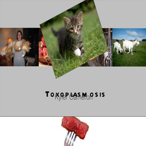 Toxoplasmosis | PPT
