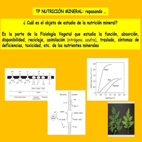 TP nutricion mineral.pdf