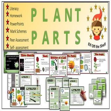 Parts of the Flowering Plant Yr 9 Science.pptx