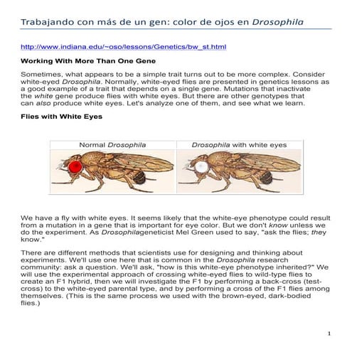 Fruit Fly Genetics lab report | DOCX