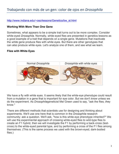 Fruit Fly Genetics lab report | DOCX
