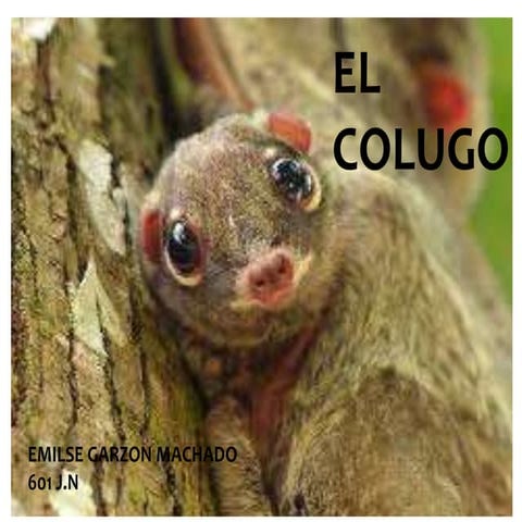 La MigracióN De Las Aves | DOC