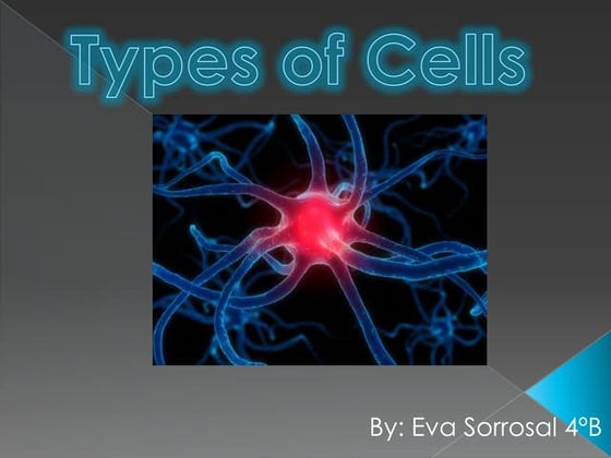 Prokaryotes and eukaryotes | PPT