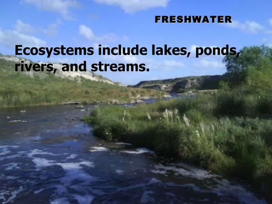Freshwater Ecosystems | PPT
