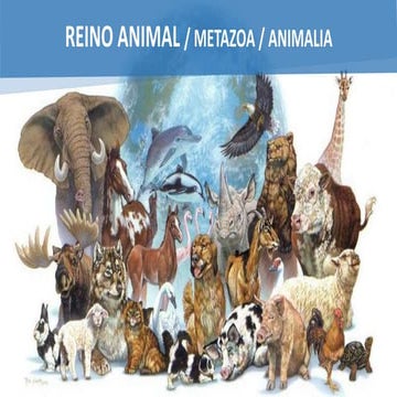 Reino Animal | PPTX