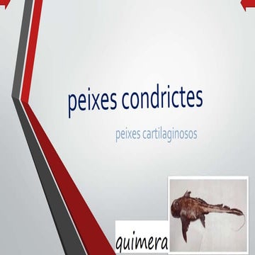 peixes condrictes | PPTX