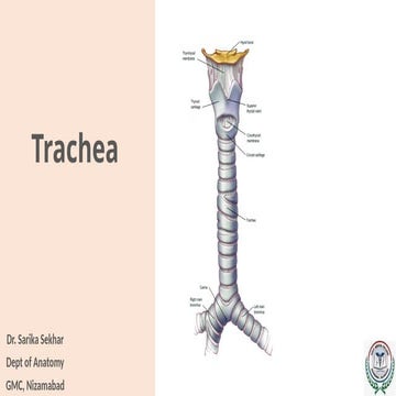 Trachea Trachea Trachea Trachea Trachea Trachea Trachea Trachea | PPT