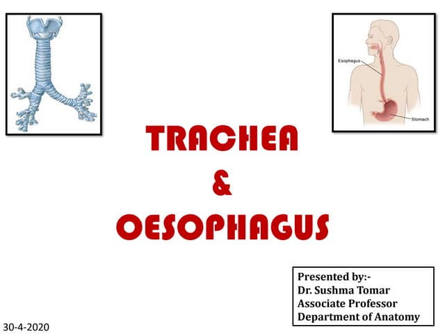 anatomy of trachea.pptx