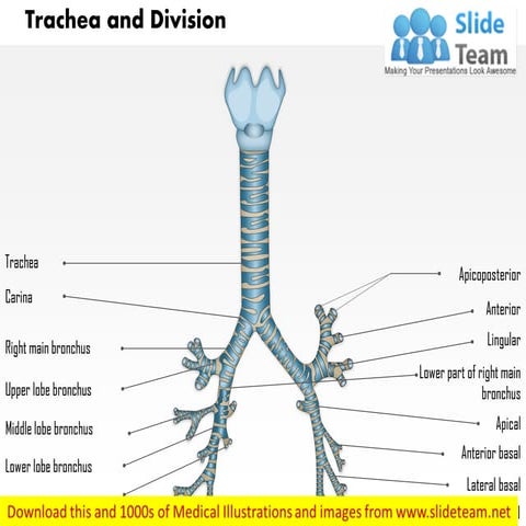 Trachea and divisions medical images for power point | PDF