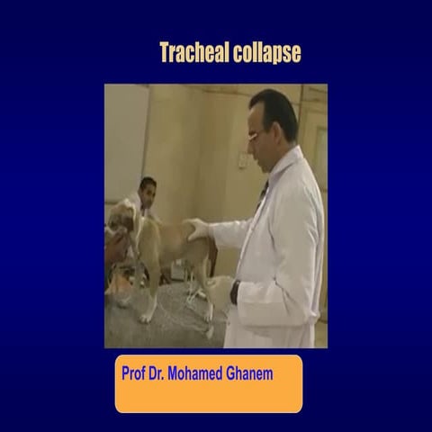Trachea collapse | PDF