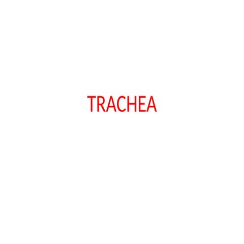 TRACHEA full Anatomy presentation download | PPTX