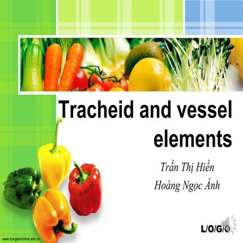 class 9th complex tissue xylem in detail | PPTX