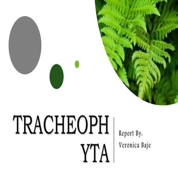 Tracheophyta | PPTX