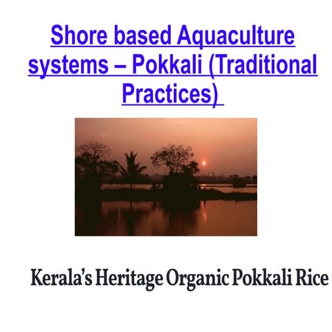 A Traditional fish farming - Pokkali.pptx
