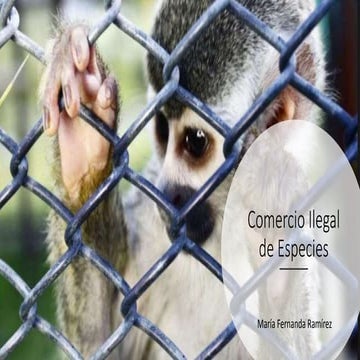 Trafico de animales | PPTX