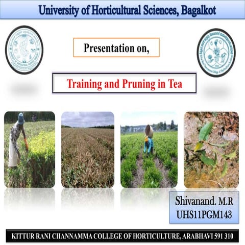 Training and pruning in tea By- Shivanand M.R | PPTX