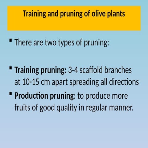 Training and pruning of olive plants.pptx