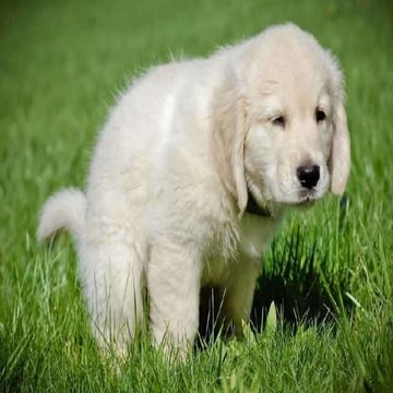 Basic Obedience Training for Dog | PDF