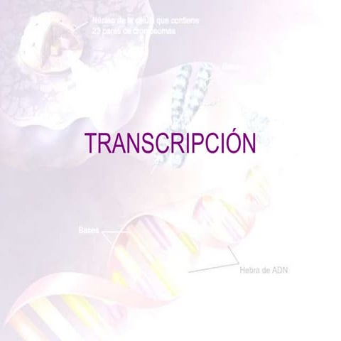 TRANSCRIPCIÓN.ppt