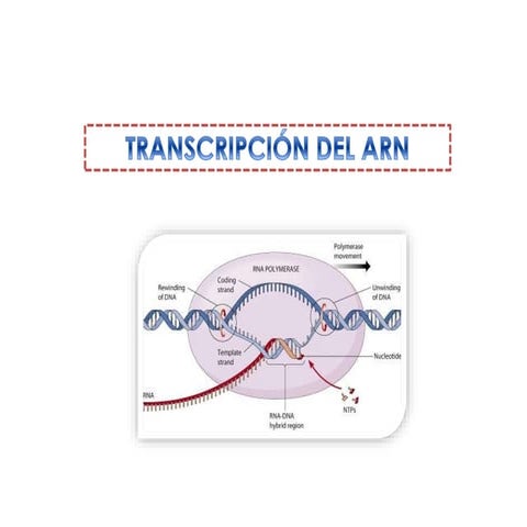 Transcripción ARN | PPTX