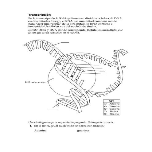 Hoja De Trabajo De Transcripción Y Traducción Del Adn CUADERNO Nº