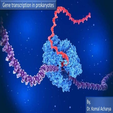 Transcription in Prokaryotes | PPTX