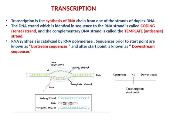 Transcription (Eukaryotic and prokaryotic ) | PPTX | Biological ...