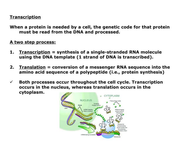 TRANSCRIPTION IN EUKARYOTES | PPT
