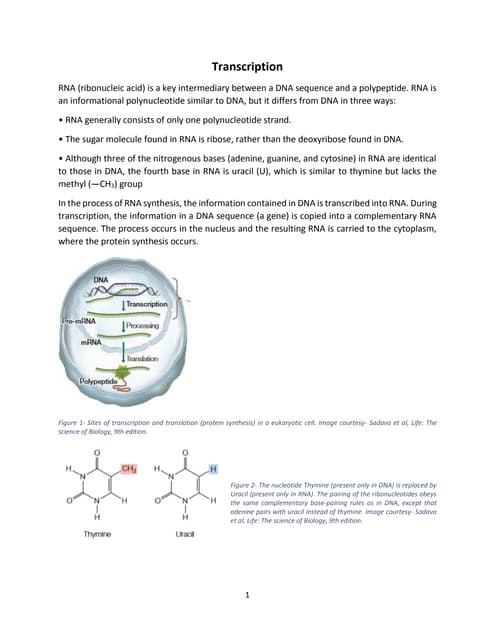 Transcription &translation | PPTX | Programming Languages | Computing