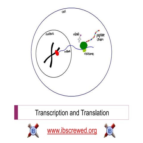 Transcription and Translation | PPTX