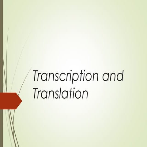 IB Biology HL Transcription and Translation | PPT