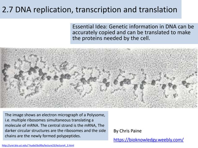 IB Biology 2.7 & 7.1 Slides: DNA Replication | PPTX