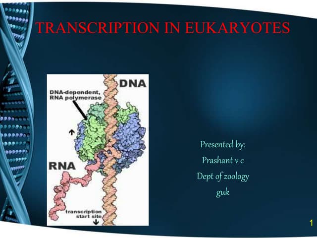TRANSCRIPTION IN EUKARYOTES | PPT