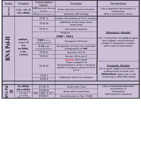 Transcription of eukaryotic gene | DOCX
