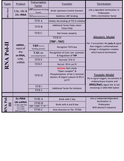 Enzymes In Transcription, Translation and Replication | DOCX | Genetics ...