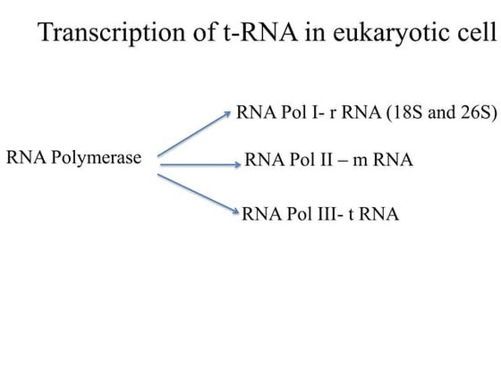Transcription of eukaryotic gene | PDF