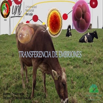 Transferencia de embriones | PPTX