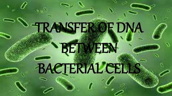 Gene transfer mechanisms in bacteria | PPT