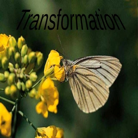 Transformation (Slideshow by: Kal-el Go) | PPT