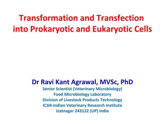 Colony hybridisation | PPT
