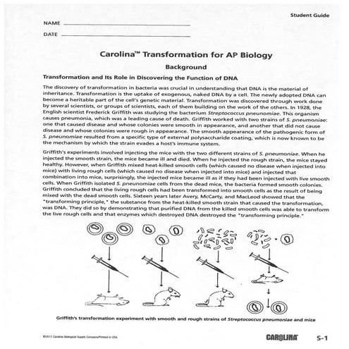 Transformation lab | PDF